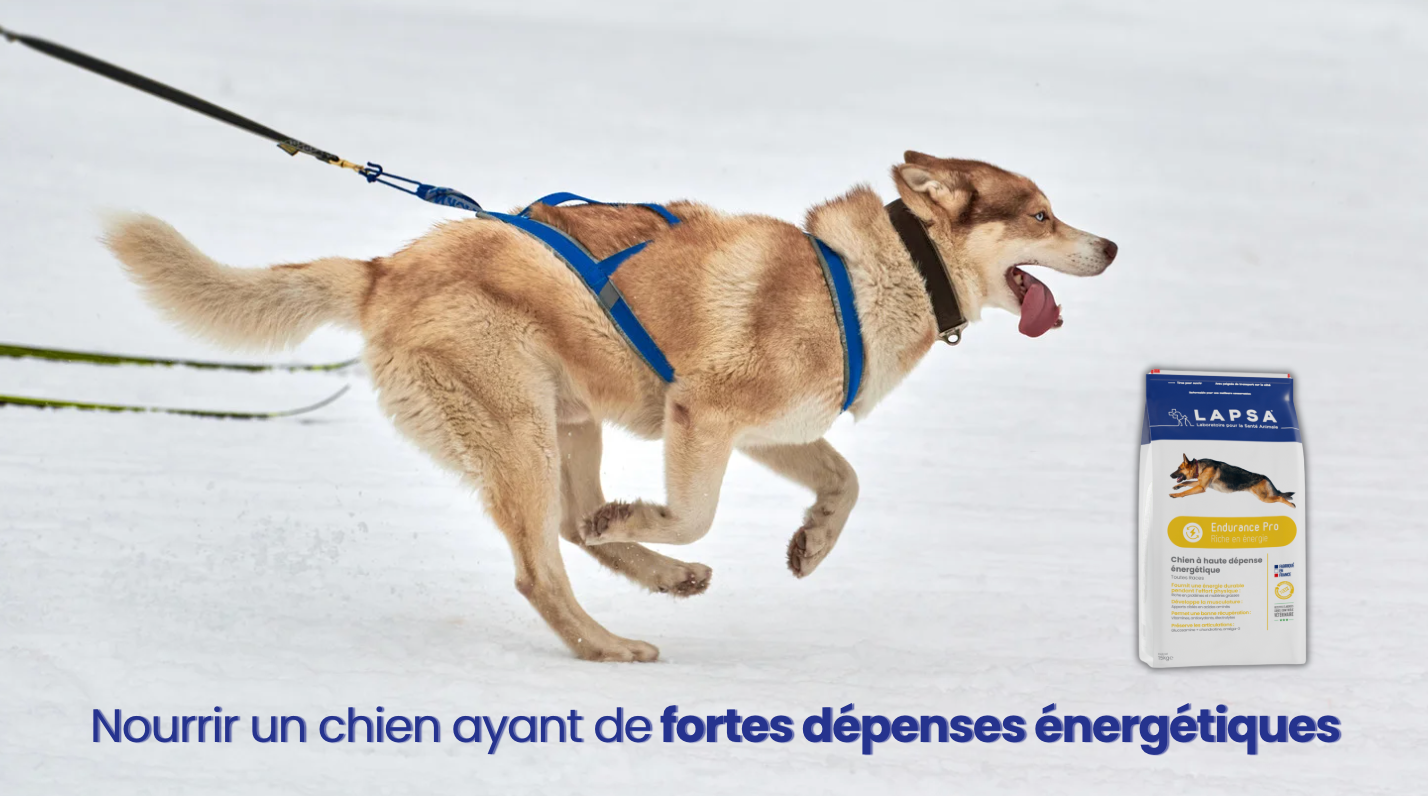 Nourrir un chien sportif | croquette chien sportif and more | Lapsa ...