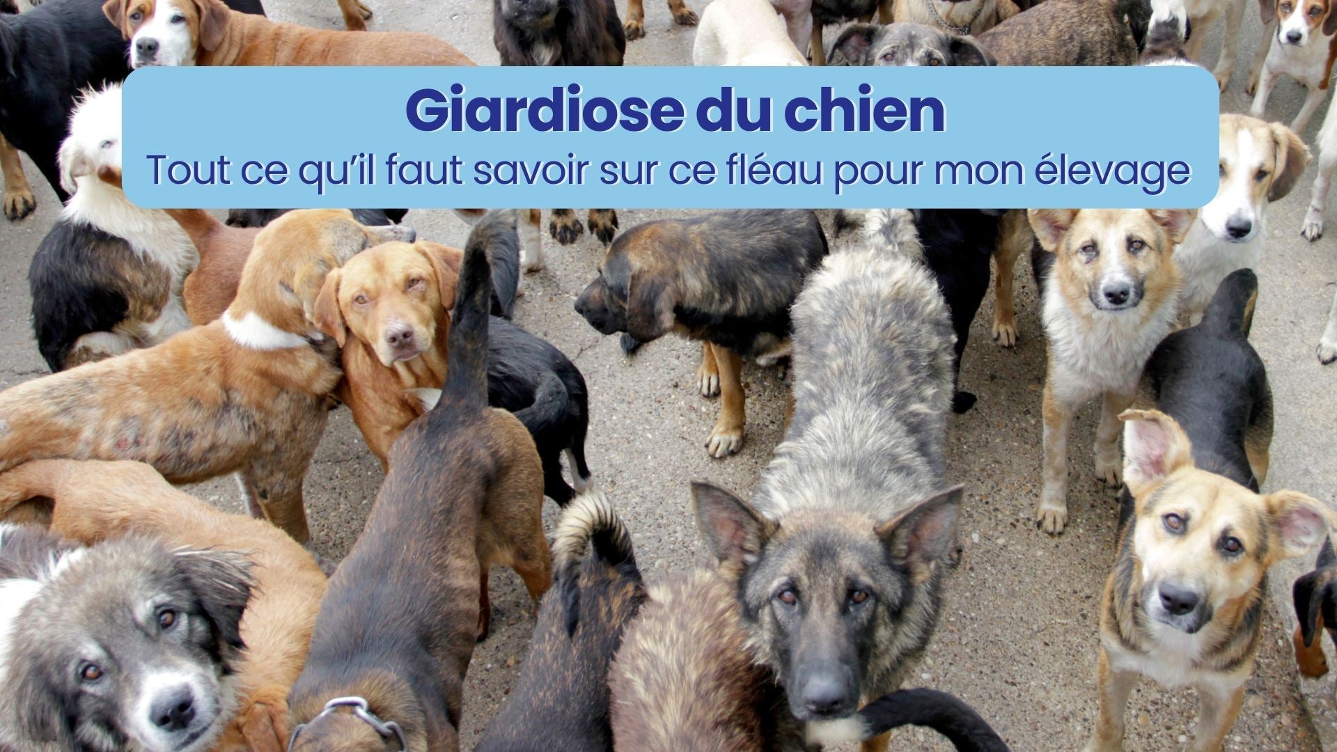 Giardiose du chien : tout ce qu’il faut savoir sur ce fléau pour mon ...